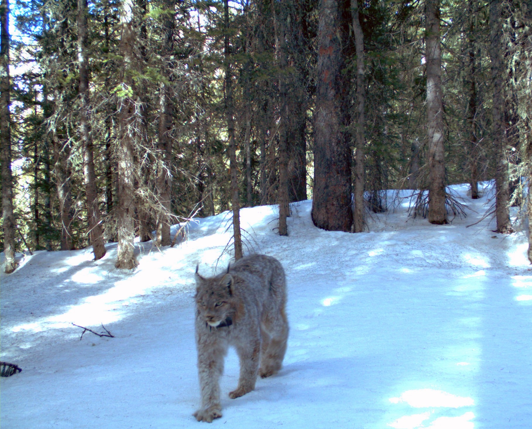 Rare Photos Of Colorado Lynx Captured By Automated Cameras - Electrical ...