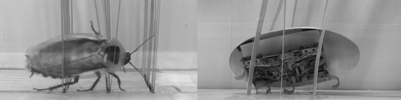 Roach Robots Roll Through Narrow Spaces - Electrical Engineering News ...