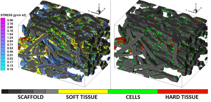 Image-Based Modeling - Medical Design and Outsourcing