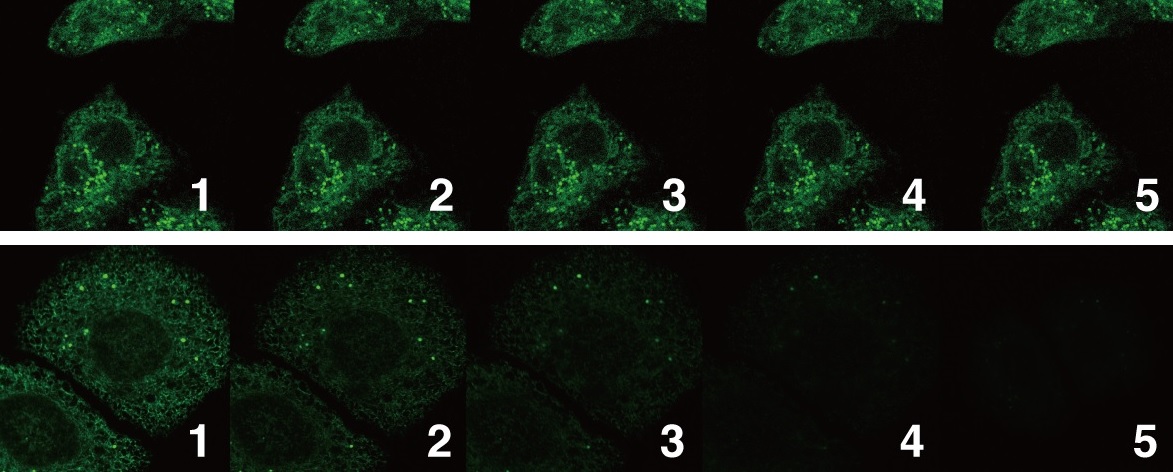 New Dye Allows Super-Imaging of Cells - Medical Design and Outsourcing