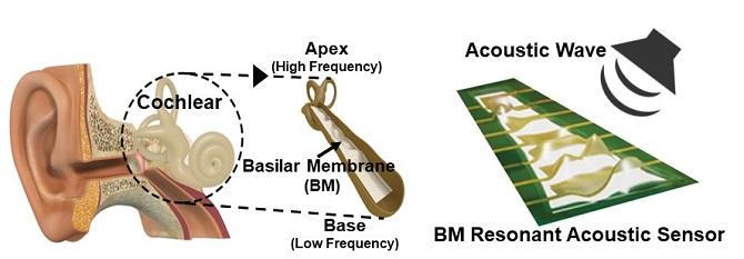 Flexible Piezoelectric Acoustic Sensors for Speaker Recognition ...
